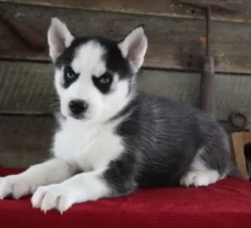 Cuccioli di siberian husky gratis per l'adozione